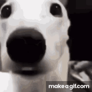 Dog on Make a GIF