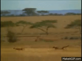 Man Chasing Cheetah Memes