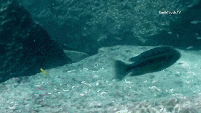Mouth-brooding | Cichlids of Lake Malawi Ep6 on Make a GIF