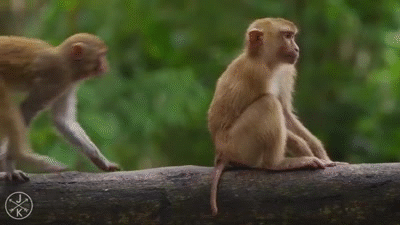WILDLIFE IN 4K (ULTRA HD) 60fps on Make a GIF