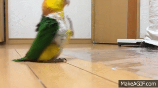 walking parrot on Make a GIF