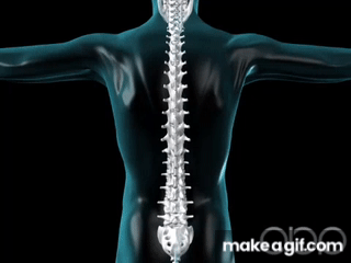 Spine Flexing - Vertebral Column - 3D Medical Animation || ABP © on ...