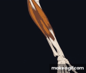 FLEXOR on Make a GIF