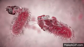 BACTERIA LISIS on Make a GIF