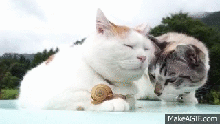 Snail and cats on Make a GIF