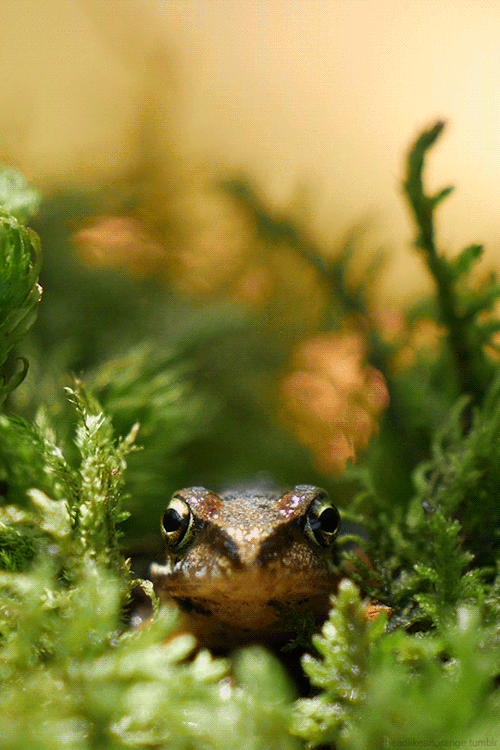 European Common Frog on Make a GIF