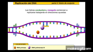 Replicación del ADN (Español) on Make a GIF