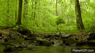 60 minutes of Woodland Ambiance (Nature Sounds Series #4) Trickling ...