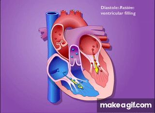 The Cardiac Cycle HD Animation on Make a GIF