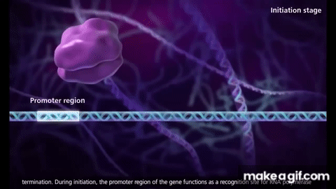 Protein synthesis initiation on Make a GIF