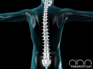Spine Flexing - Vertebral Column - 3D Medical Animation || ABP © on ...