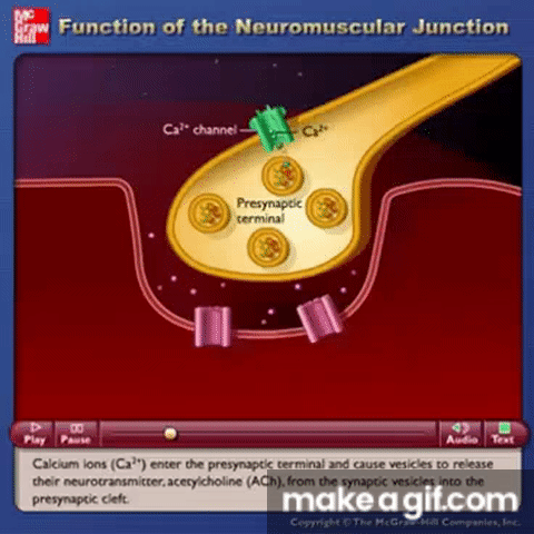 Function of Neuromuscular Junction on Make a GIF