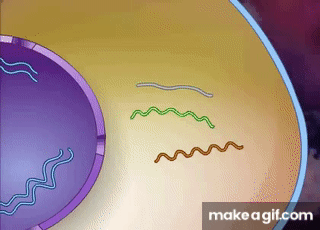 HIV AIDS Replication Animation Video on Make a GIF