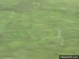 A Highland Cow Pooping on Make a GIF