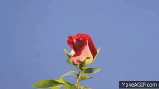 Red rose flower opening time-lapse on Make a GIF