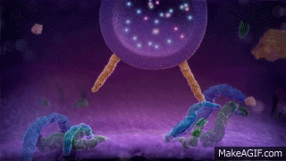 Mecanismo de Acción - BOTOX on Make a GIF