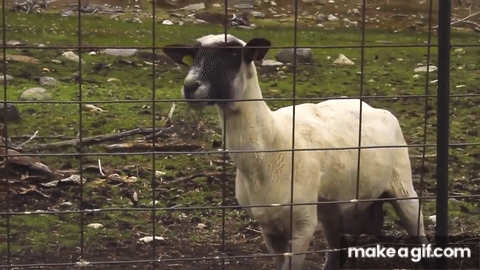Funny Goats Screaming like Humans on Make a GIF