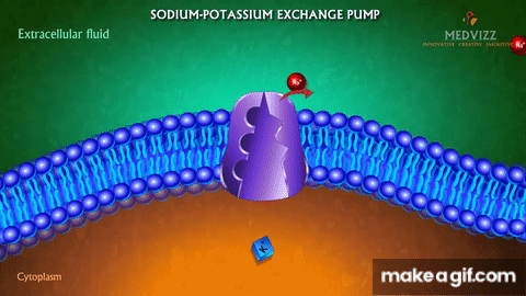Sodium potassium pump animation on Make a GIF