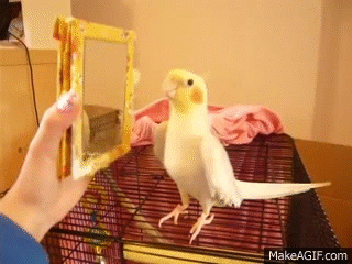 Cute Cockatiel Gif