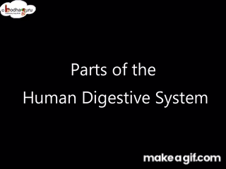 Science - Human Digestive System Overview -3D animation - English on ...