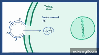 HIV & AIDS - signs, symptoms, transmission, causes & pathology on Make ...