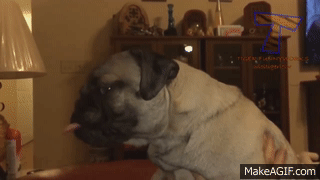 Dogs, the funniest animals in animal world - Funny dogs compilation on ...
