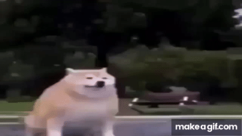 Perro guaton desaparece on Make a GIF