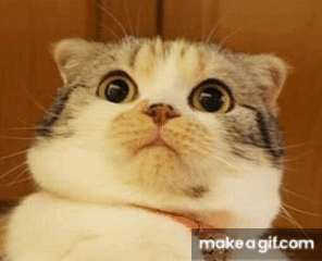 Astonished Cat Gif