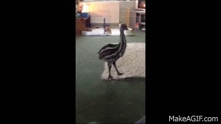 Baby Emu Playing With Dog on Make a GIF