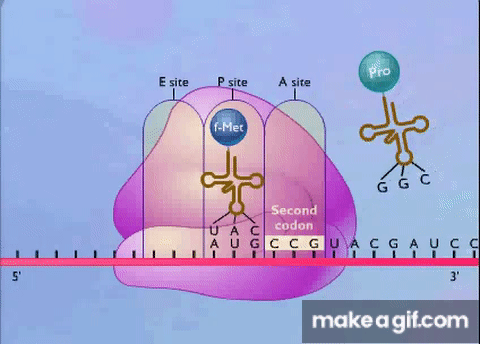 Protein Synthesis Animation Video on Make a GIF