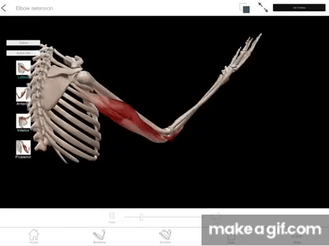Learn@Visible Body - Elbow Flexion and Extension on Make a GIF