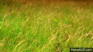 Tall grass blowing in the wind on an African savannah. on Make a GIF