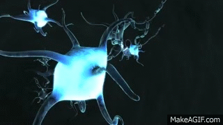 3D animations of neurons on Make a GIF