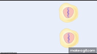 Chromosomes and chromatin on Make a GIF